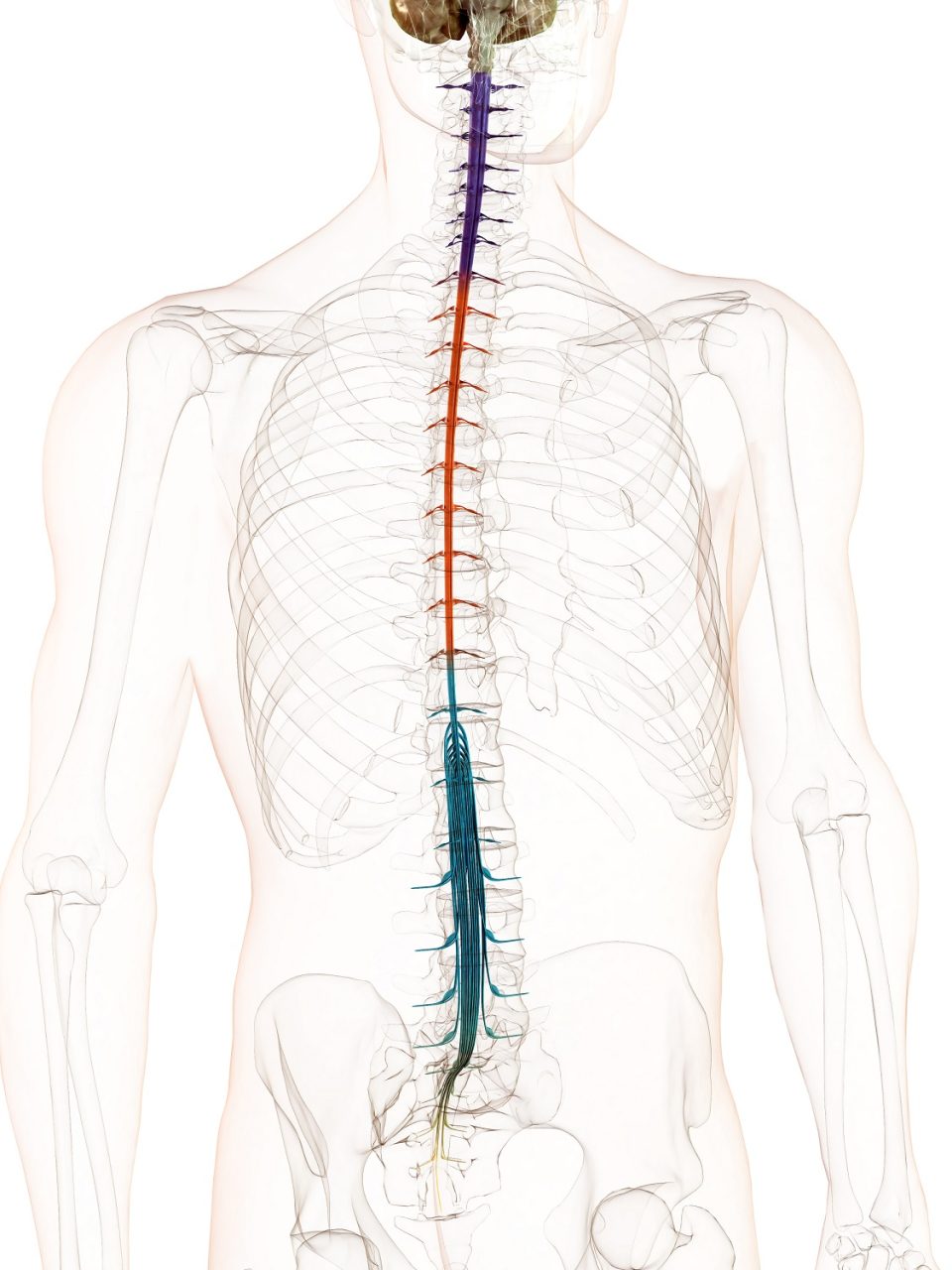 Spine Pulled Tight – A Guide to Understanding Tethered Cord Syndrome ...