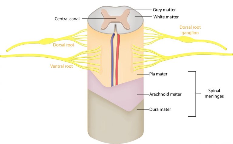 From The Inside Out - Understanding Syringomyelia & Syringobulbia ...